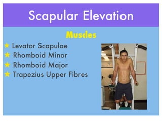 Scapula & gh major project | KEY