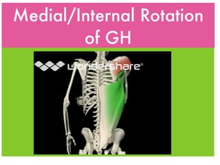 Scapula & gh major project | KEY