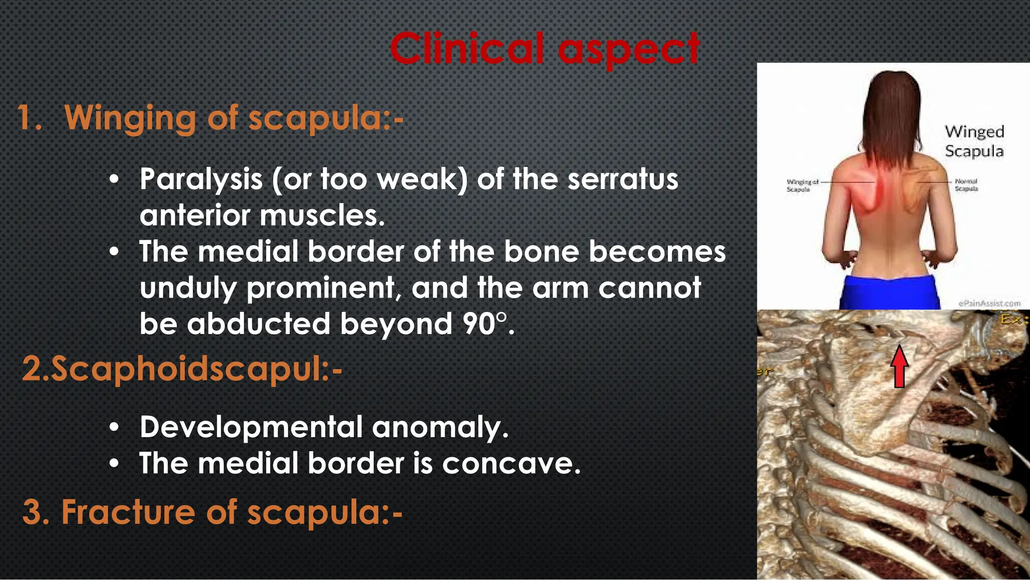 Anatomy of scapula ppt.pdf by Dr. Aditya Pratap Singh | PDF