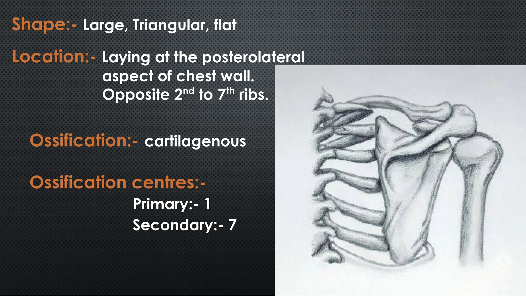 Anatomy of scapula ppt.pdf by Dr. Aditya Pratap Singh | PDF
