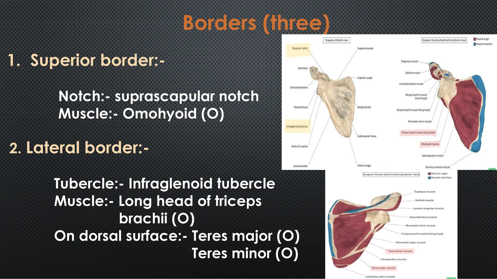 Anatomy of scapula ppt.pdf by Dr. Aditya Pratap Singh | PDF