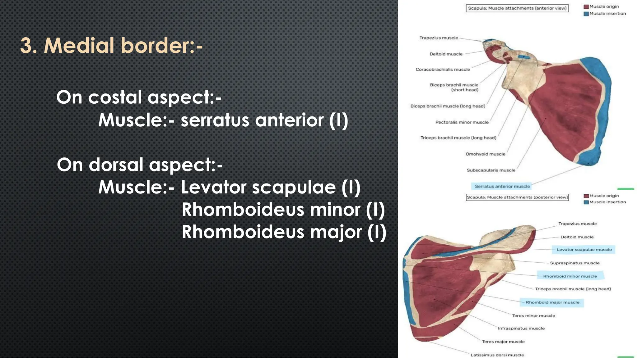 Anatomy of scapula ppt.pdf by Dr. Aditya Pratap Singh | PDF