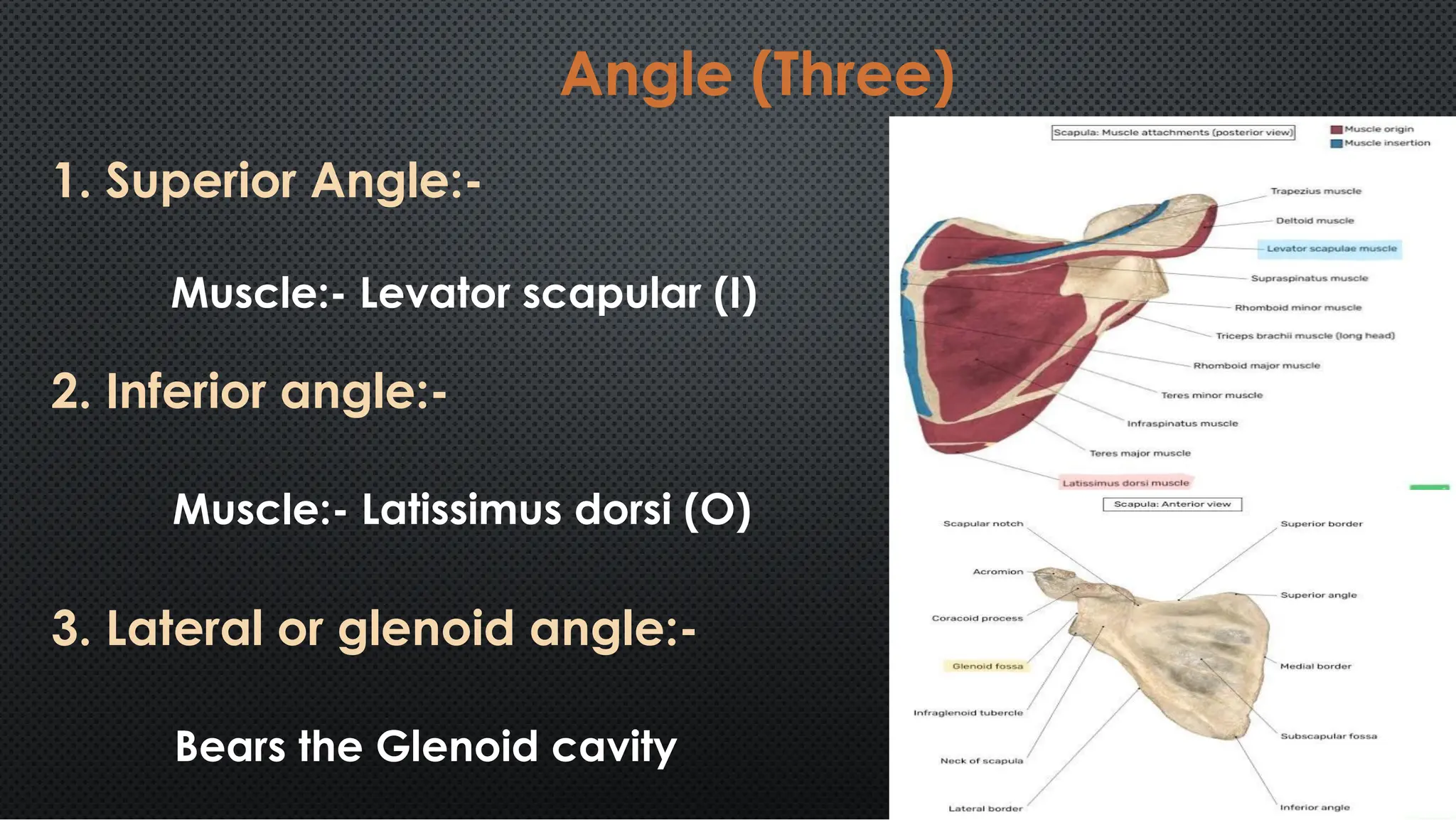 Anatomy of scapula ppt.pdf by Dr. Aditya Pratap Singh | PDF