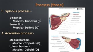 Anatomy of scapula ppt.pdf by Dr. Aditya Pratap Singh | PDF