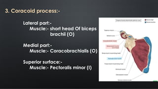 Anatomy of scapula ppt.pdf by Dr. Aditya Pratap Singh | PDF