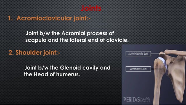 Anatomy of scapula ppt.pdf by Dr. Aditya Pratap Singh | PDF