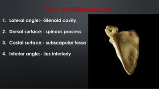 Anatomy of scapula ppt.pdf by Dr. Aditya Pratap Singh | PDF