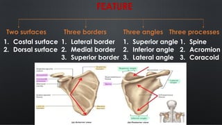 Anatomy of scapula ppt.pdf by Dr. Aditya Pratap Singh | PDF