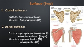 Anatomy of scapula ppt.pdf by Dr. Aditya Pratap Singh | PDF