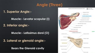 Anatomy of scapula ppt.pdf by Dr. Aditya Pratap Singh | PDF
