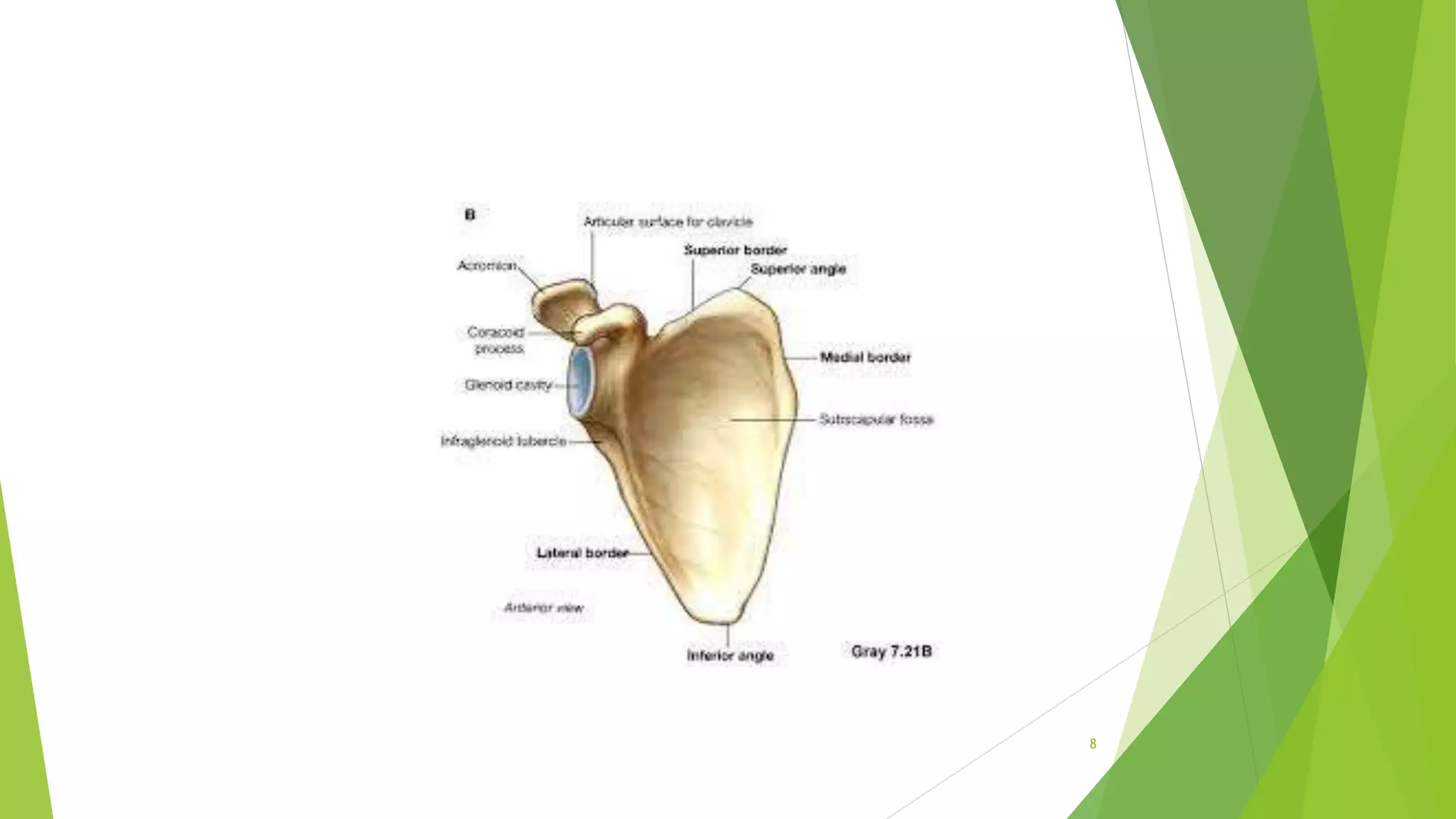 Scapula presentation | PPTX