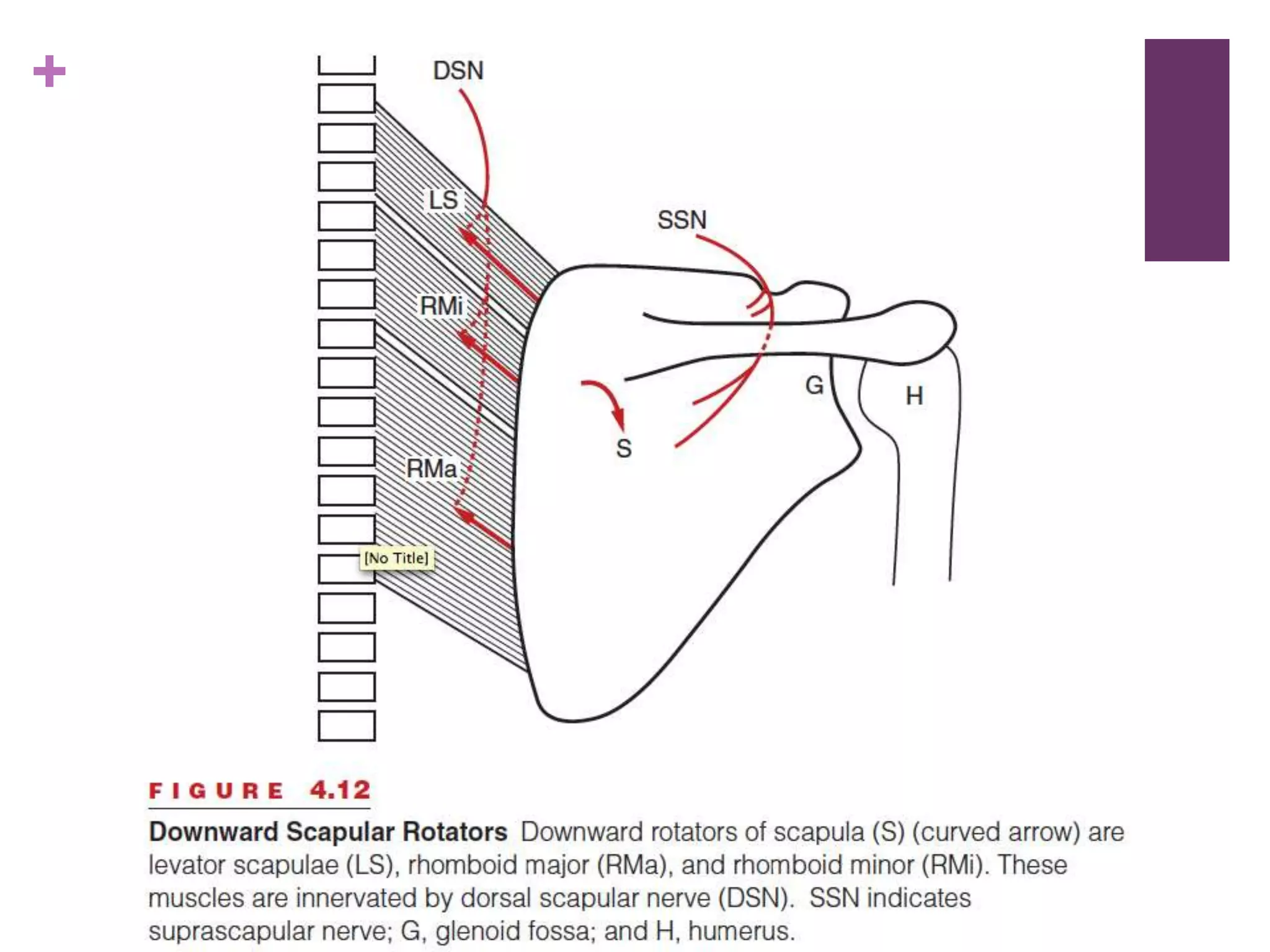 Scapular dyskinesia and its relationship to rotator cuff impingement ...