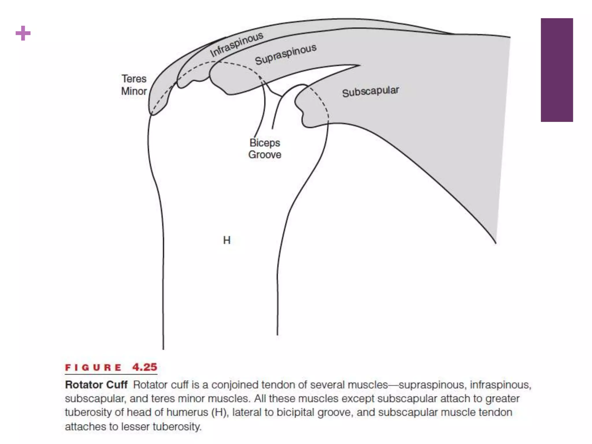 Scapular dyskinesia and its relationship to rotator cuff impingement ...