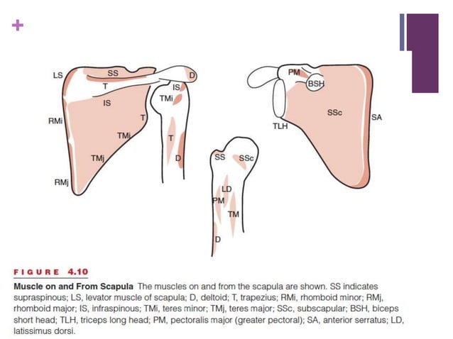 Scapular dyskinesia and its relationship to rotator cuff impingement ...
