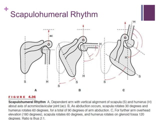 Scapular dyskinesia and its relationship to rotator cuff impingement ...