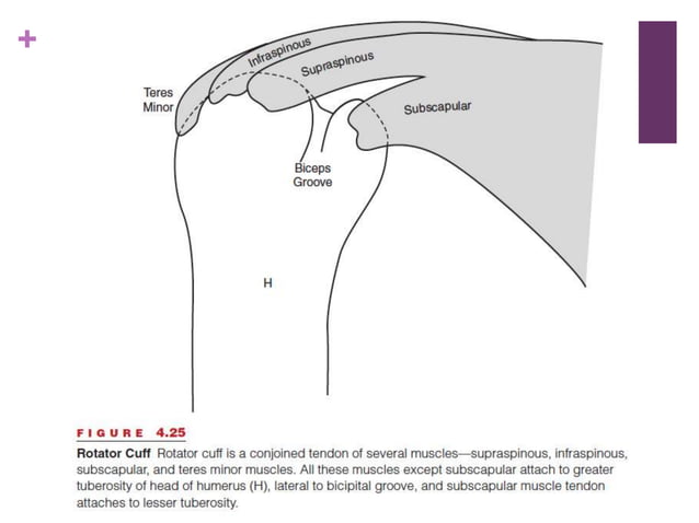 Scapular dyskinesia and its relationship to rotator cuff impingement ...