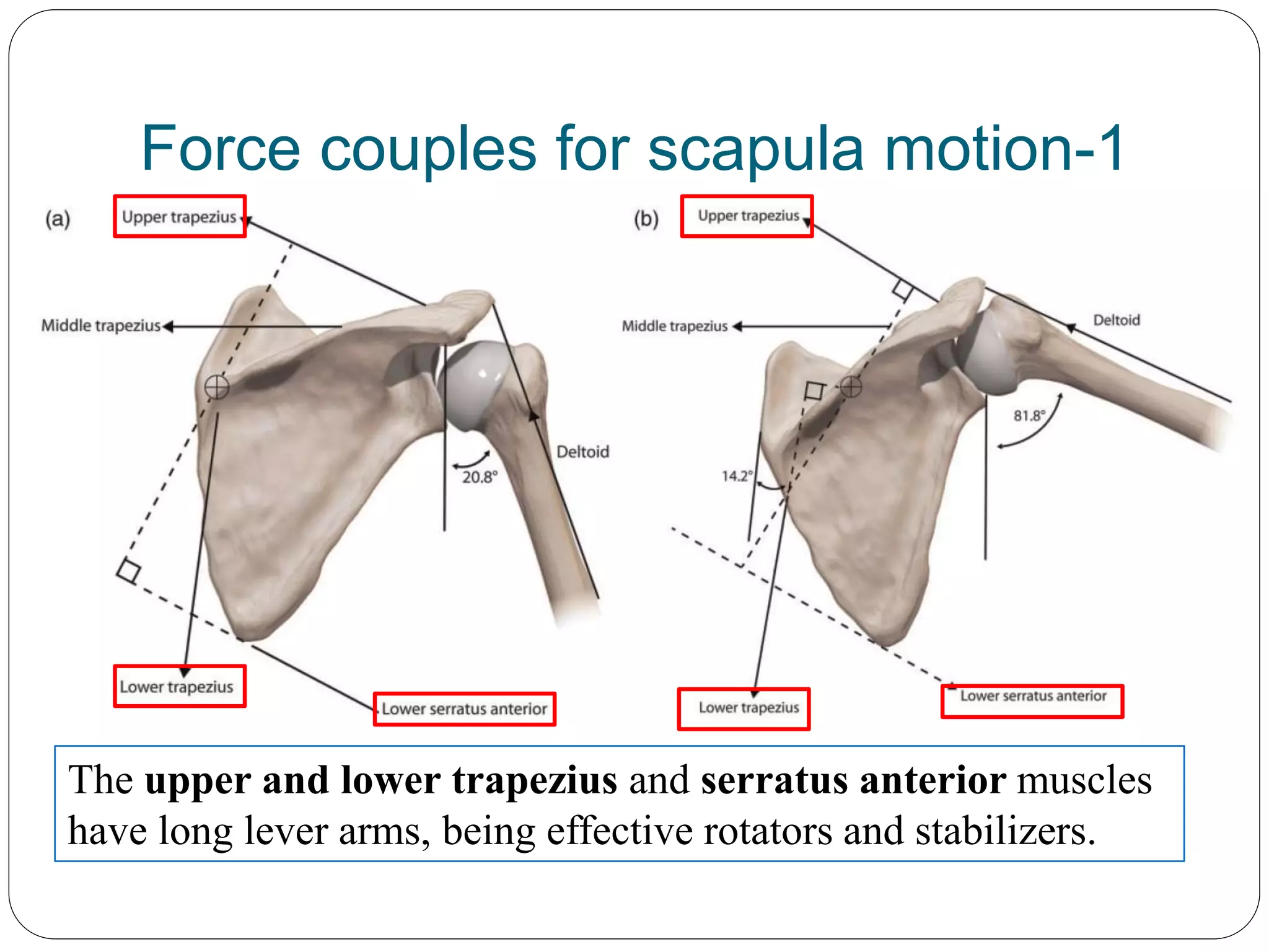 Scapular dyskinesis | PPTX