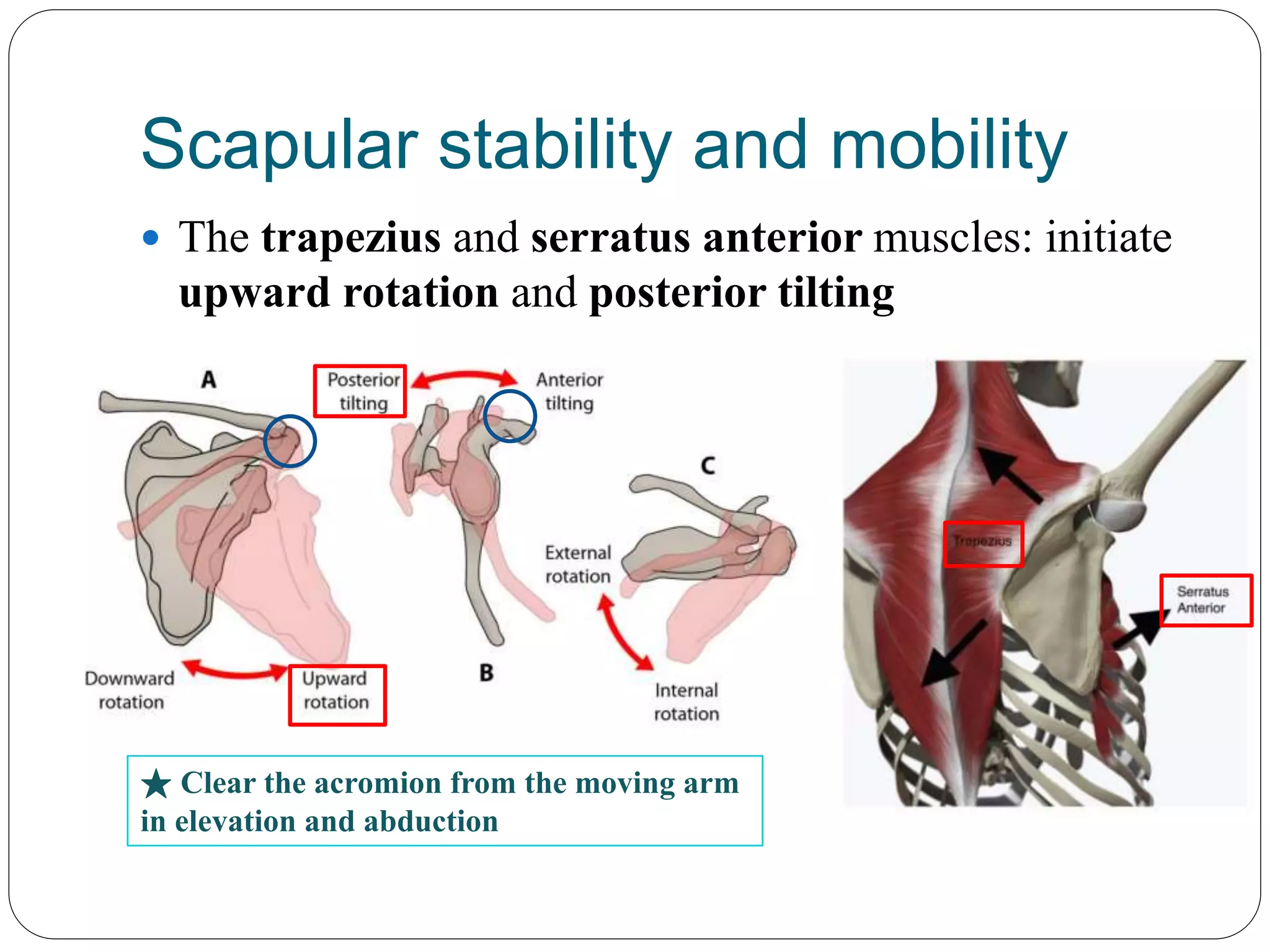 Scapular dyskinesis | PPTX