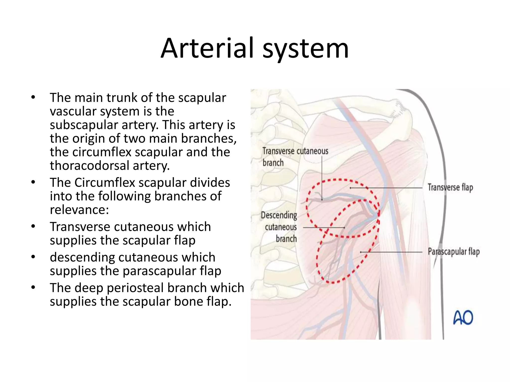 Scapular flap | PPT