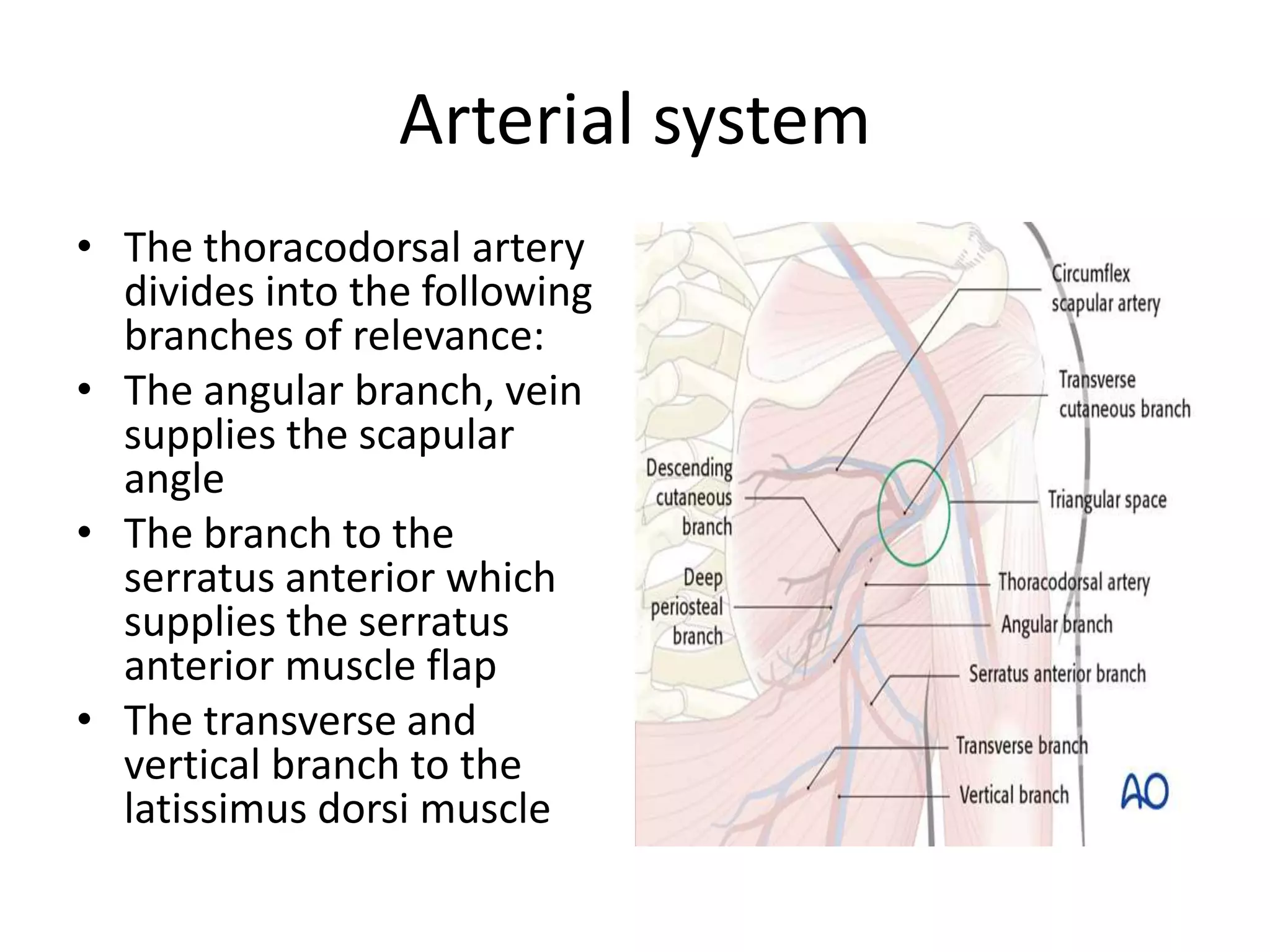 Scapular flap | PPT