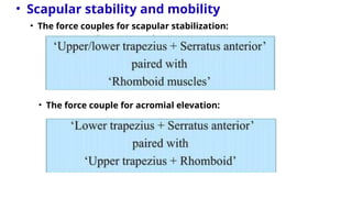 Scapular Instability in a mature skeleton | PPTX