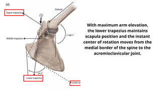 Scapular Instability in a mature skeleton | PPTX