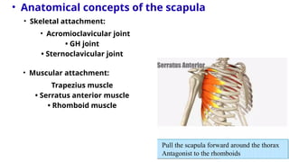 Scapular Instability in a mature skeleton | PPTX