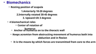 Scapular Instability in a mature skeleton | PPTX