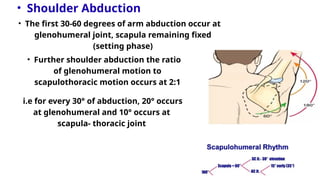 Scapular Instability in a mature skeleton | PPTX