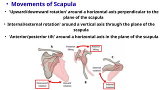 Scapular Instability in a mature skeleton | PPTX