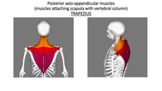 Scapular Region | PPTX