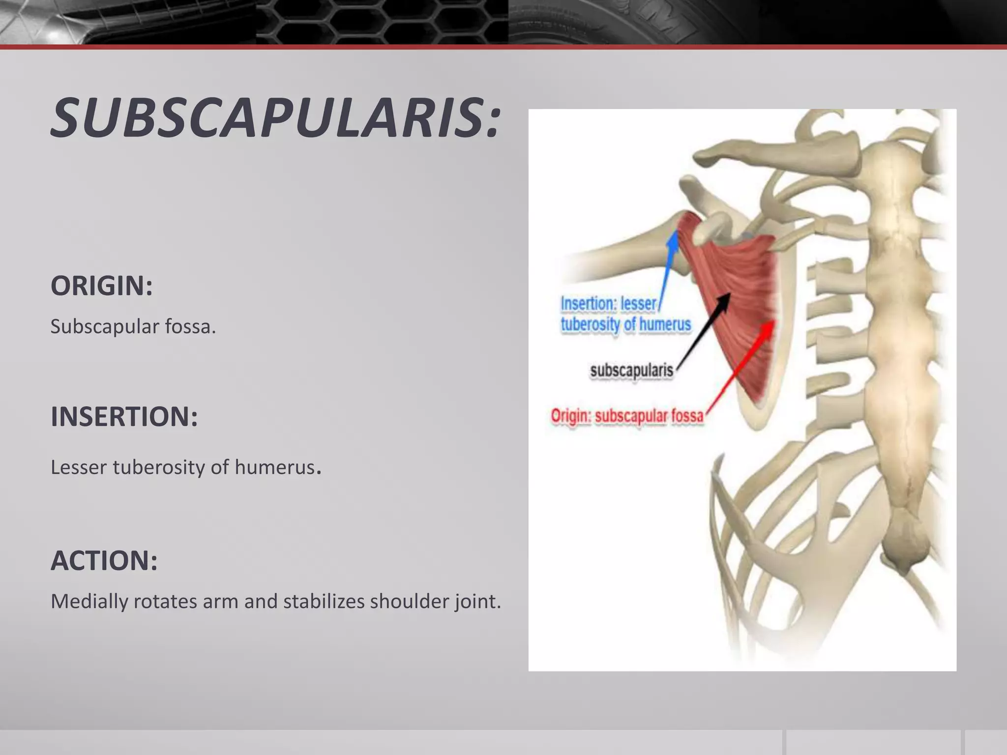 Scapular region | PPT