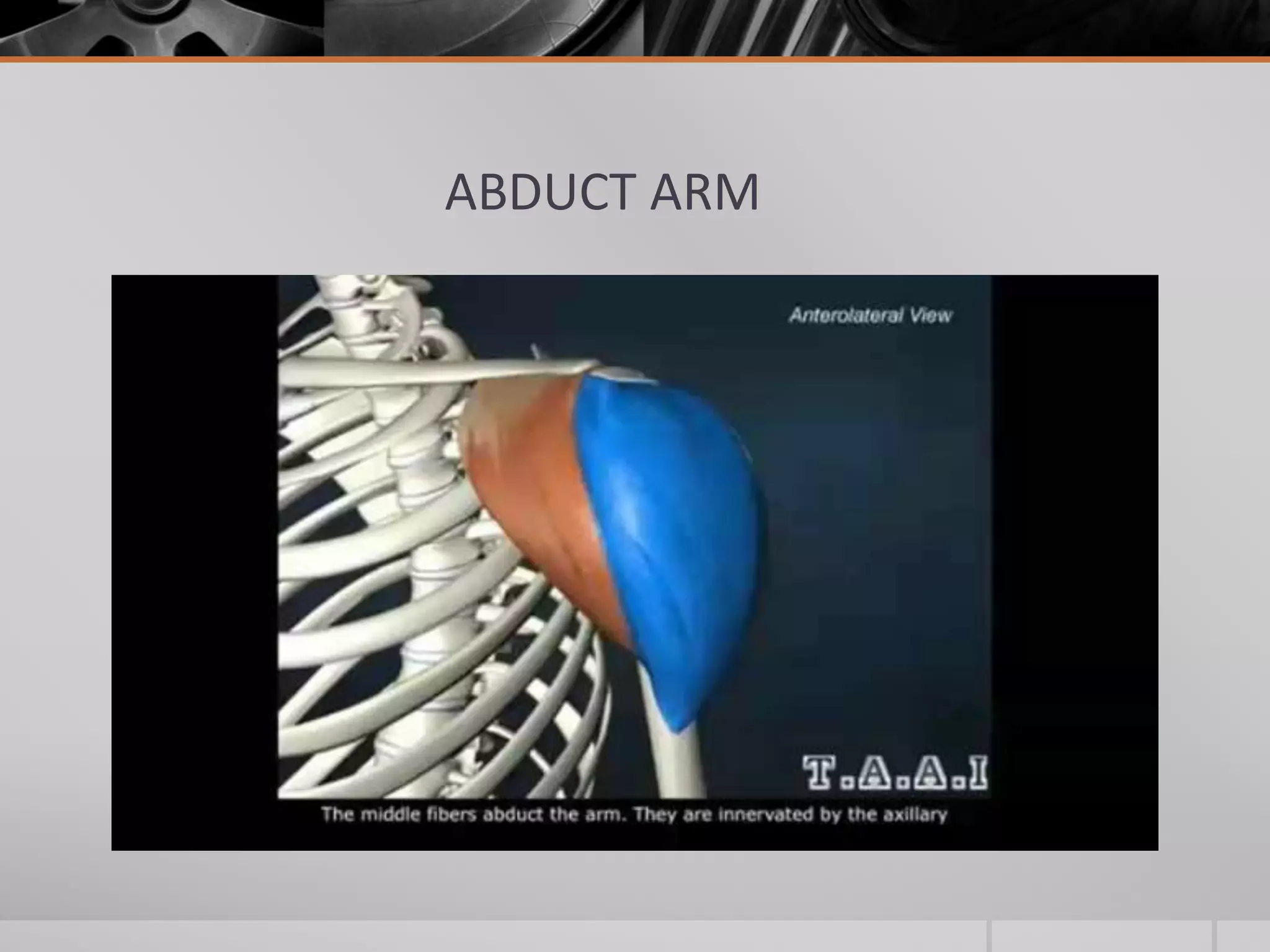 Scapular region | PPTX