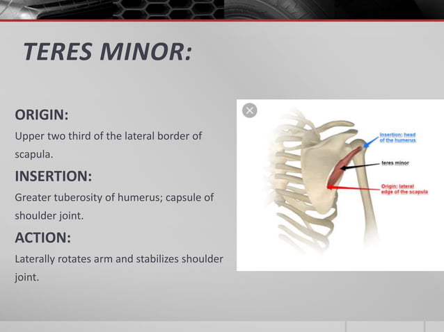 Scapular region | PPT