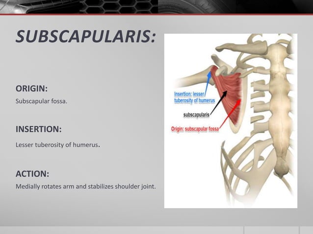 Scapular region | PPT