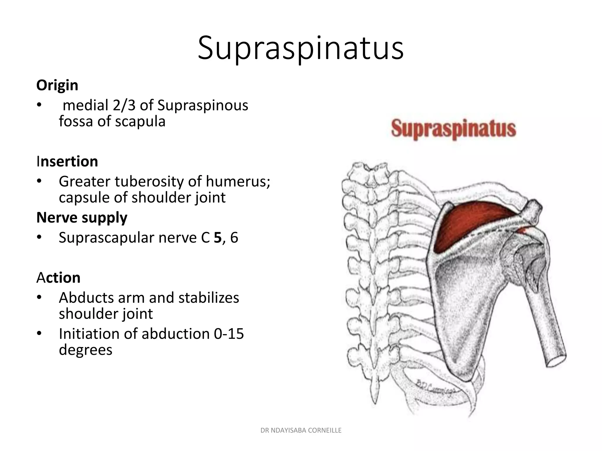 Scapular region | PPT