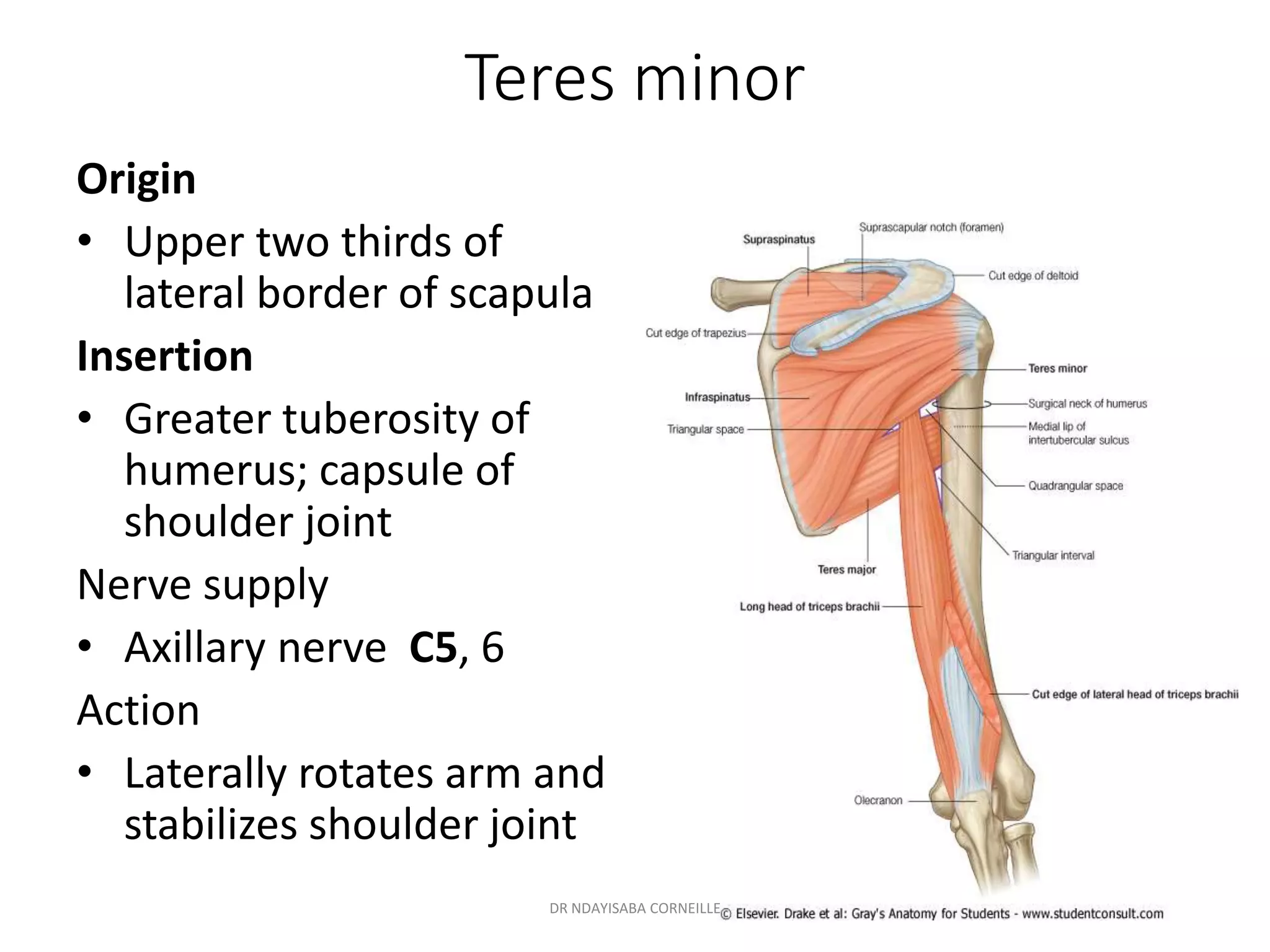 Scapular region | PPT