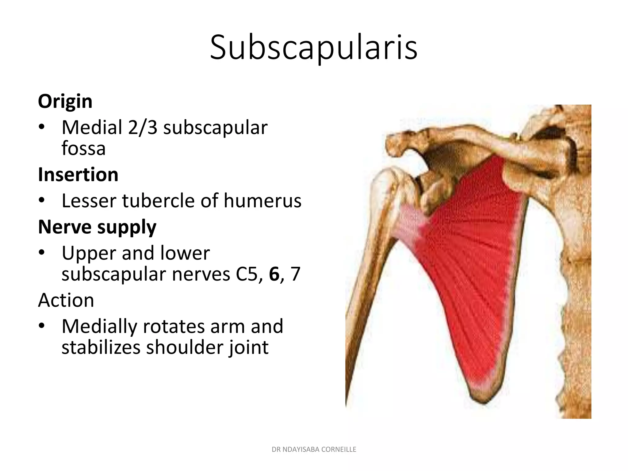 Scapular region | PPT