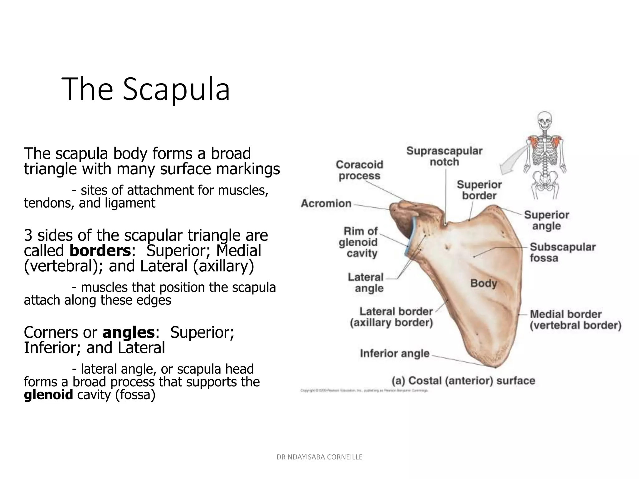 Scapular region | PPT