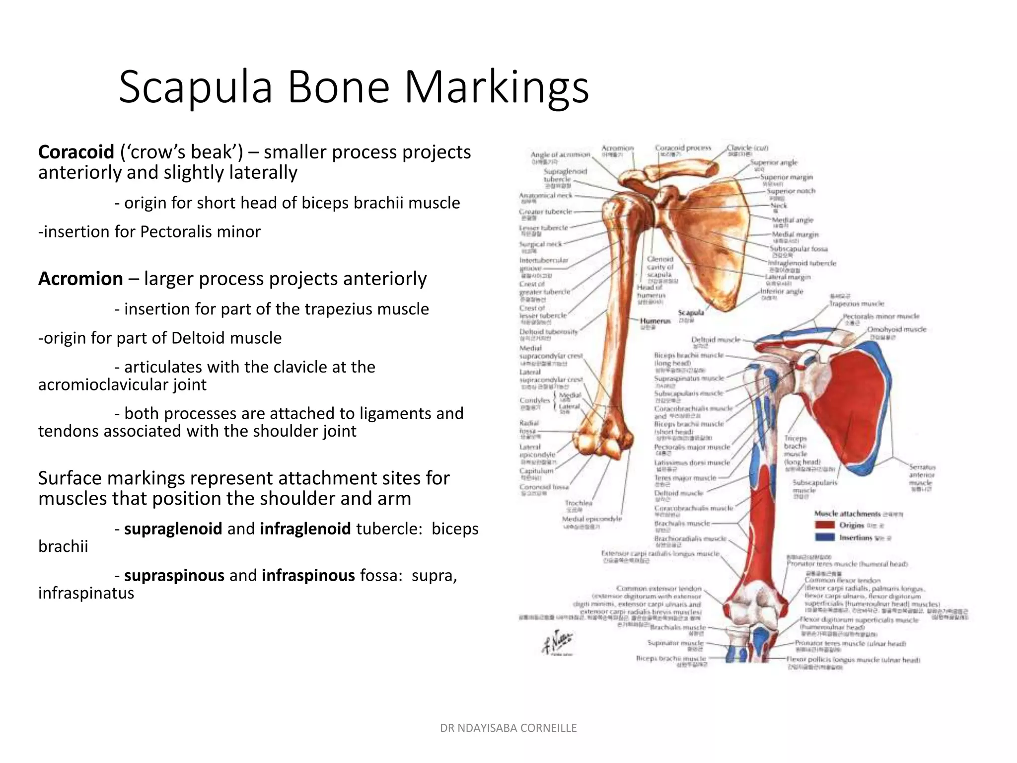 Scapular region | PPT