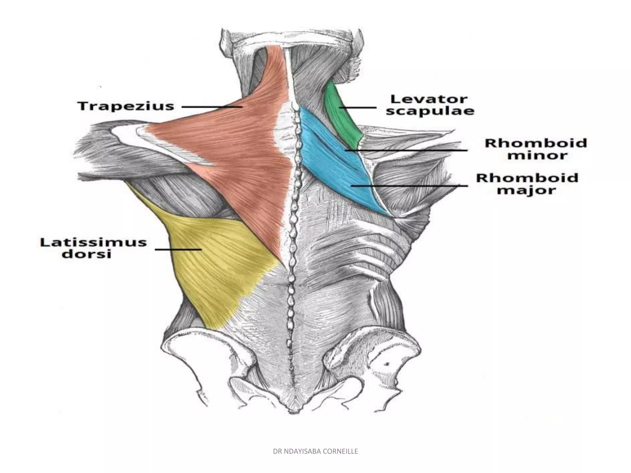 Scapular region | PPT