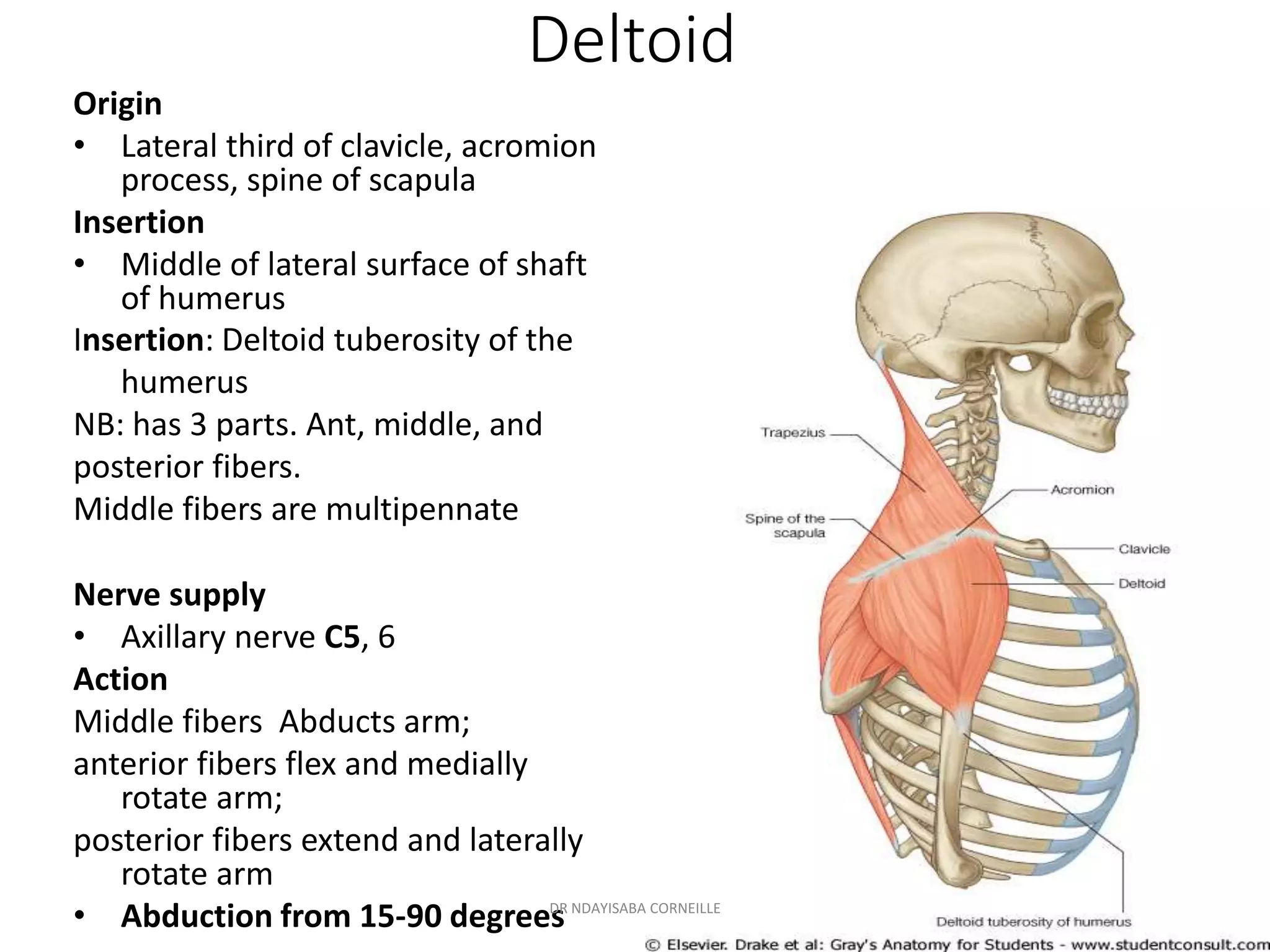 Scapular region | PPT
