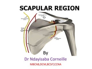 Scapular region | PPT