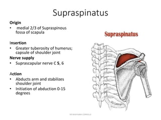 Scapular region | PPT