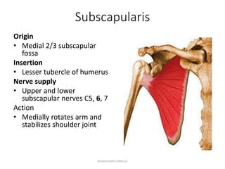 Scapular region | PPT