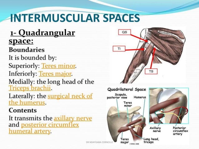 Scapular region | PPT | Free Download