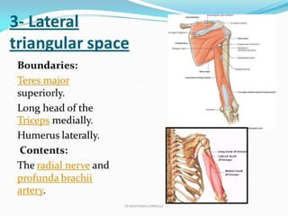 Scapular region | PPT