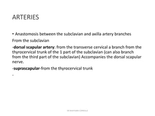 Scapular region | PPT