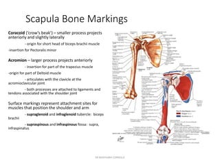Scapula Markings