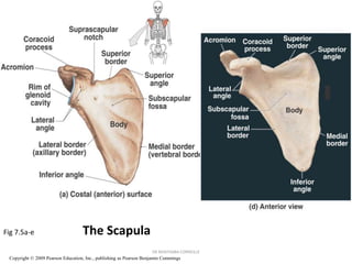 Axillary Border Of Scapula